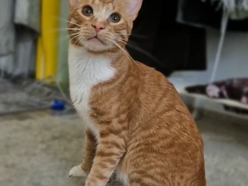 Ласковый нежный котик в добрые руки