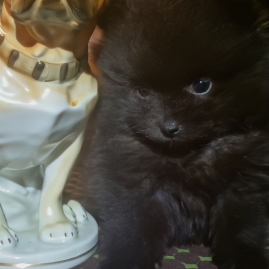 Померанский шпиц, щенок