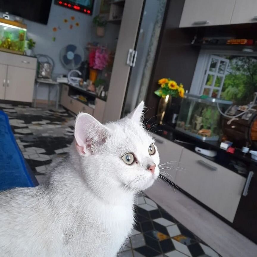 Британский котик