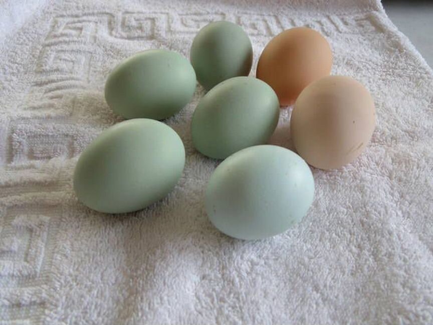Курица домашняя