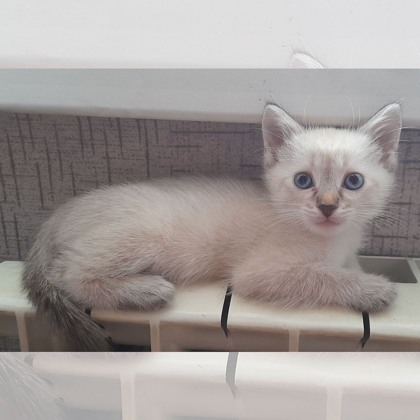 Котенок в добрые руки