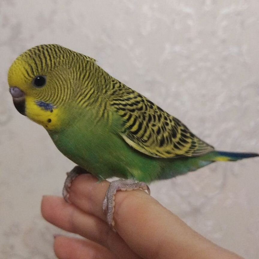 Птенцы волнистый попугай