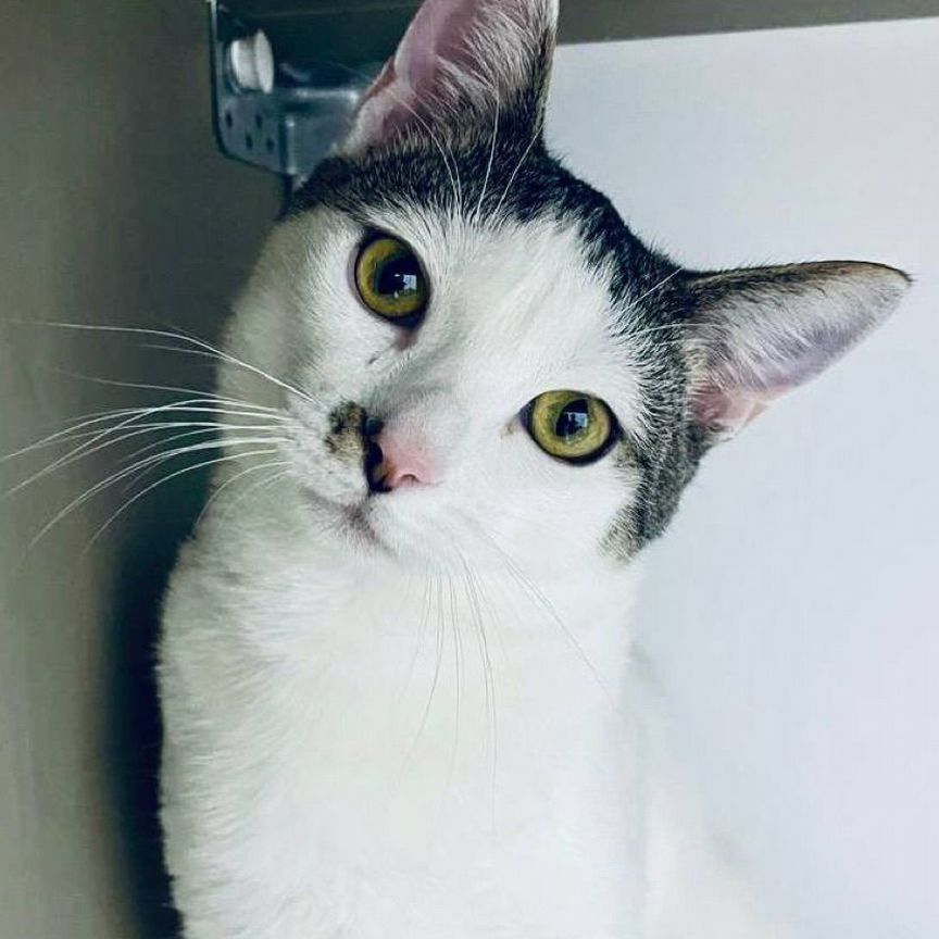 Котик ищет дом