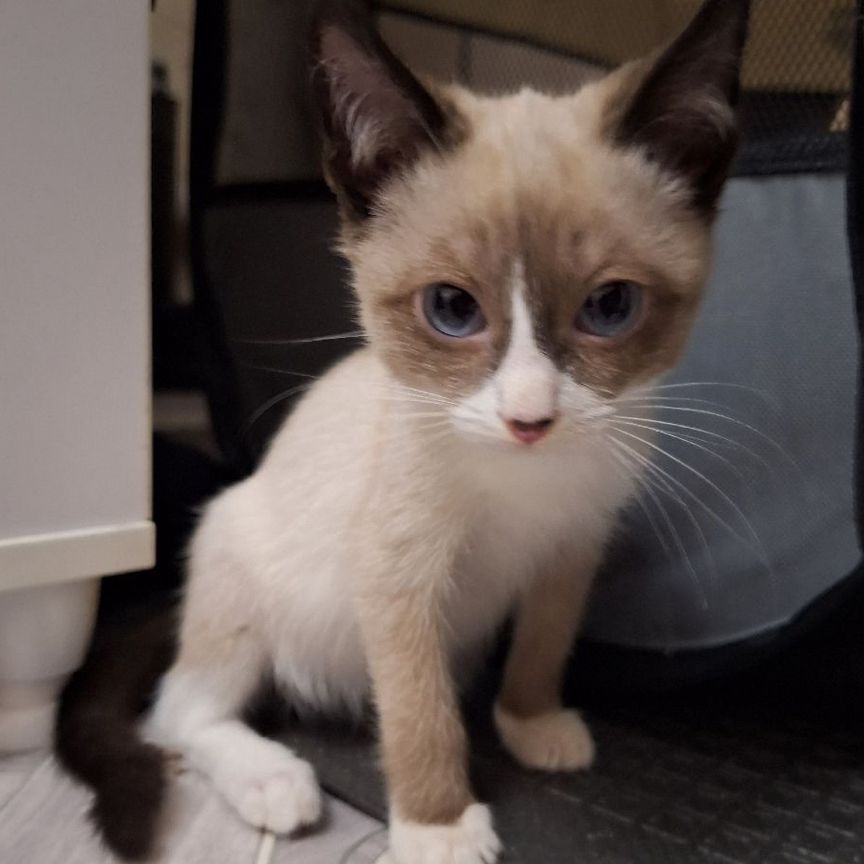 Котенок (мальчик)