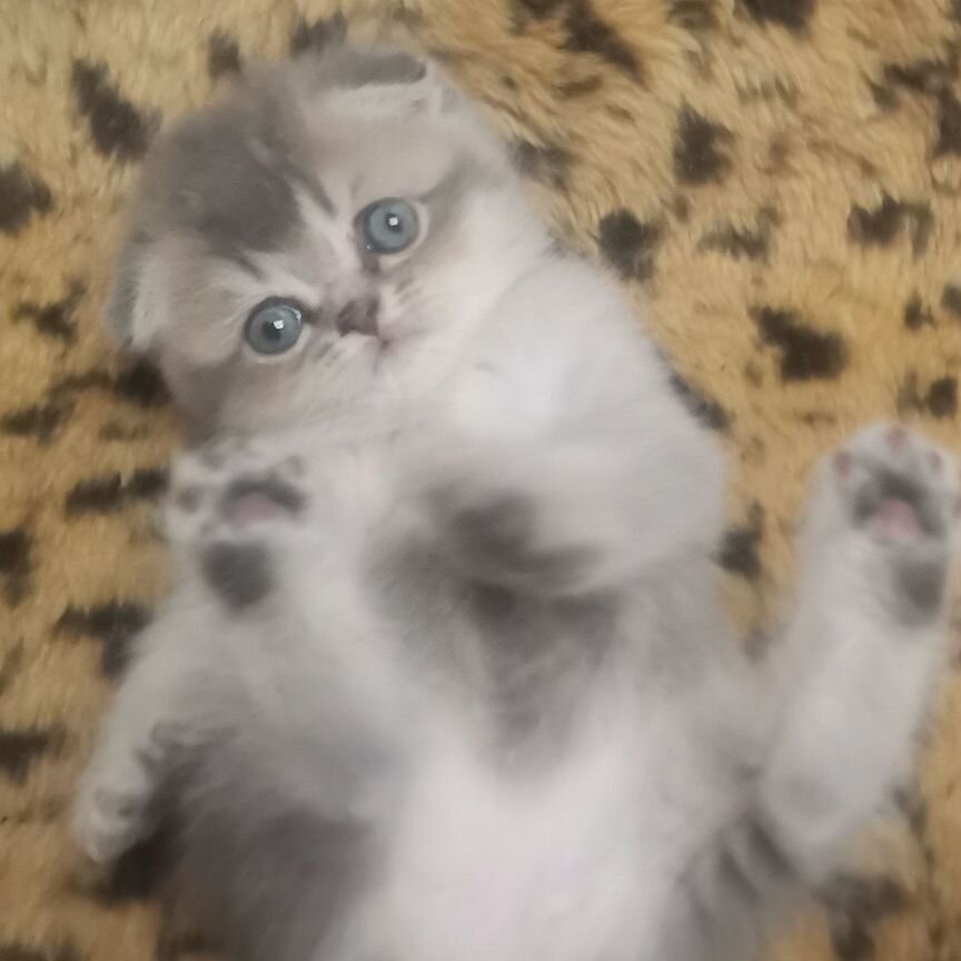 Шотландская вислоухая