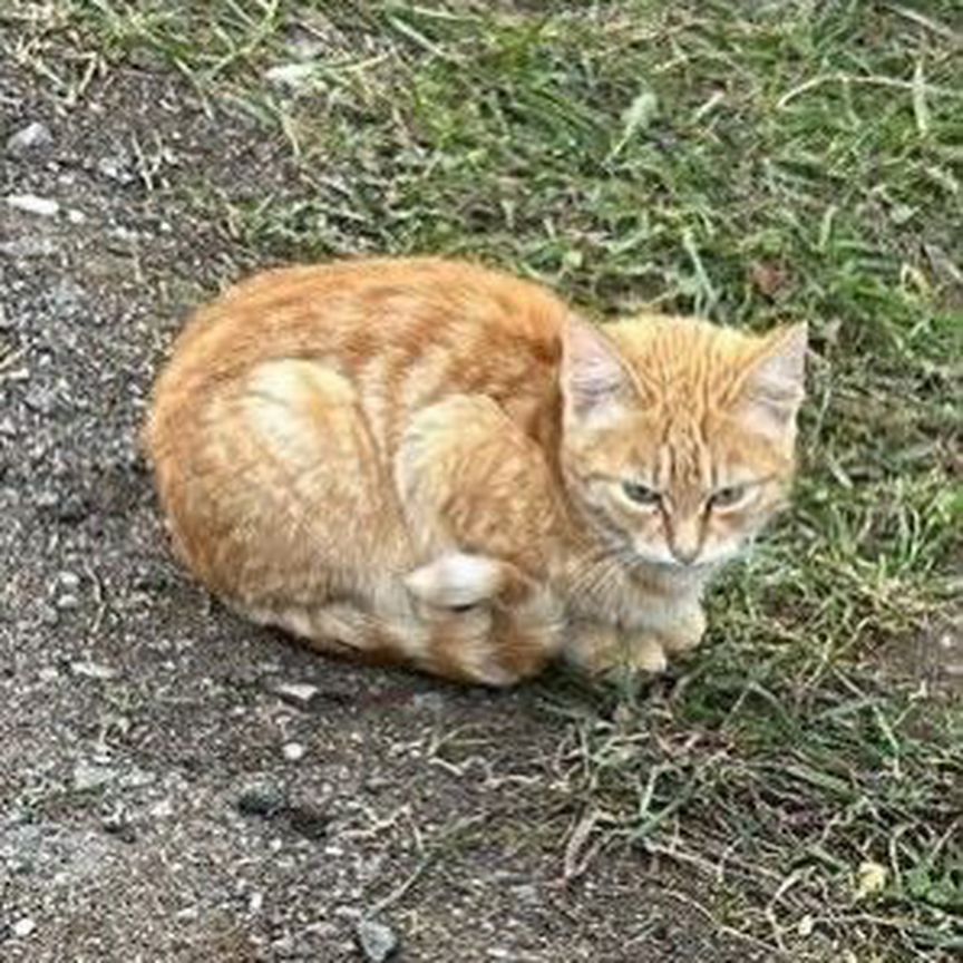 Котенок пропадает на дачах