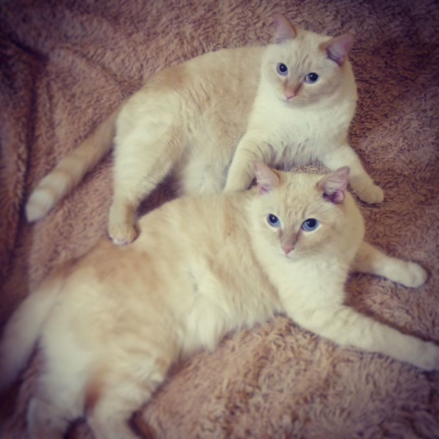 Котики бесплатно в добрые руки