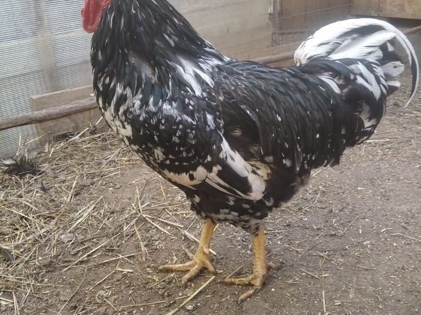 Пита пинта астуриана-и/я