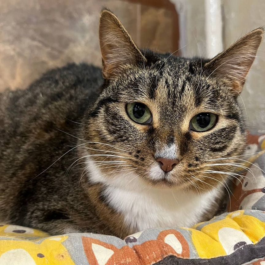 Взрослая, кошка в добрые руки