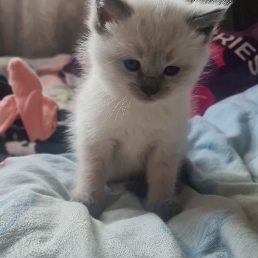 Котята в добрые руки бесплатно