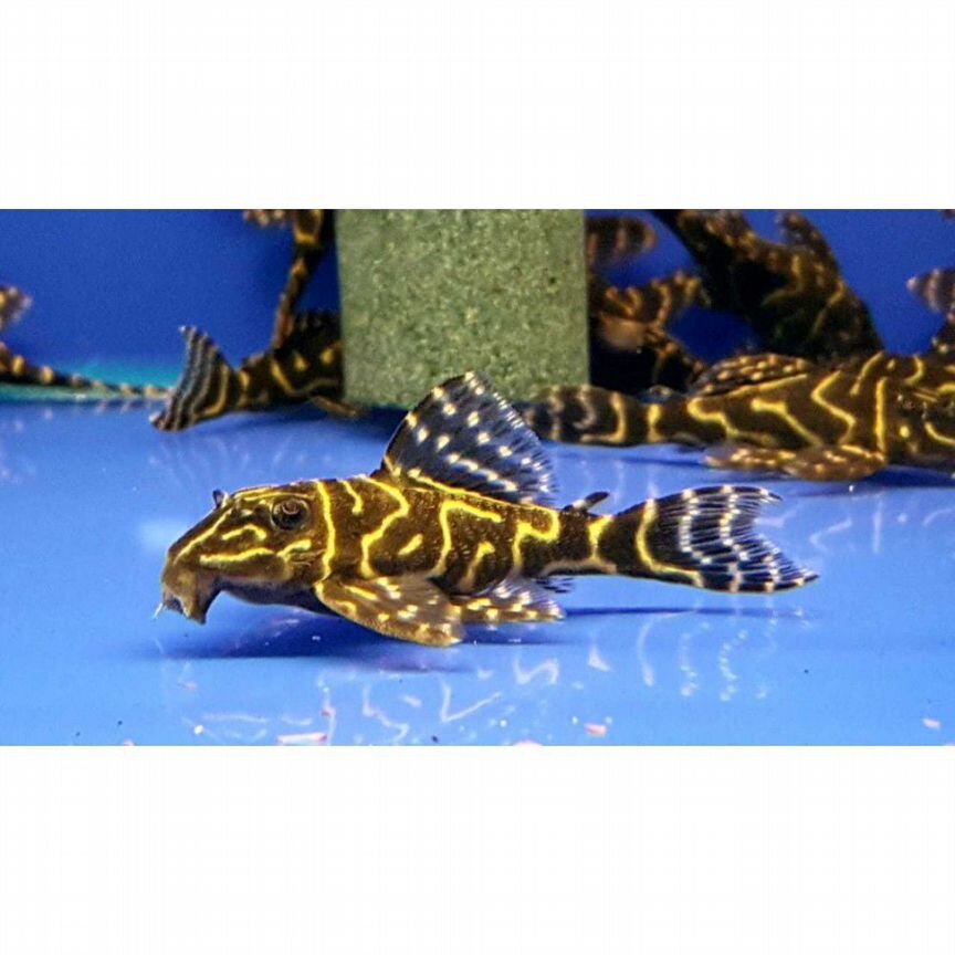 Гипануиструс L 340