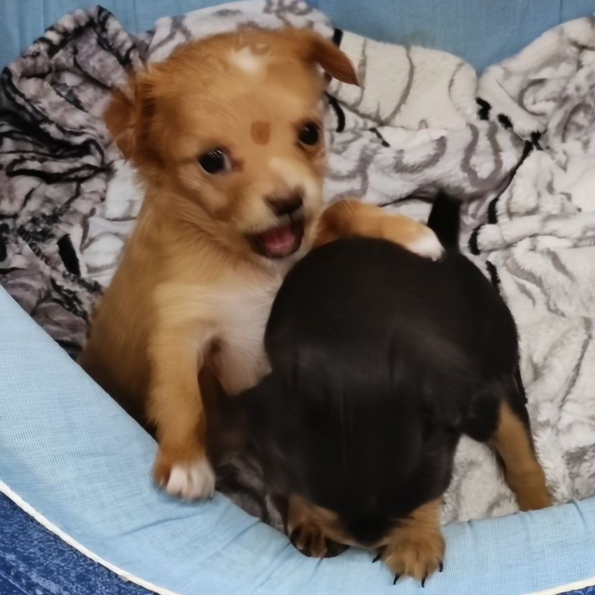 Русский той-терьер, щенок