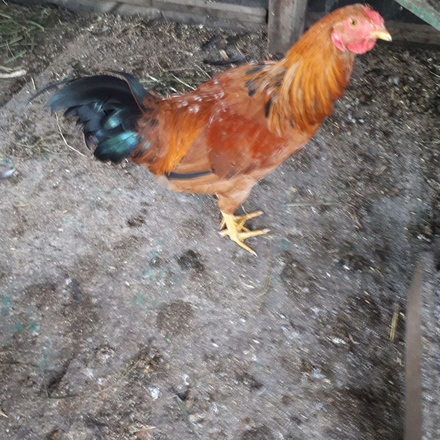 Молодые петухи