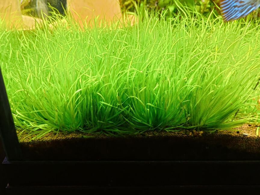 Аквариумное растение (Японская бликса)