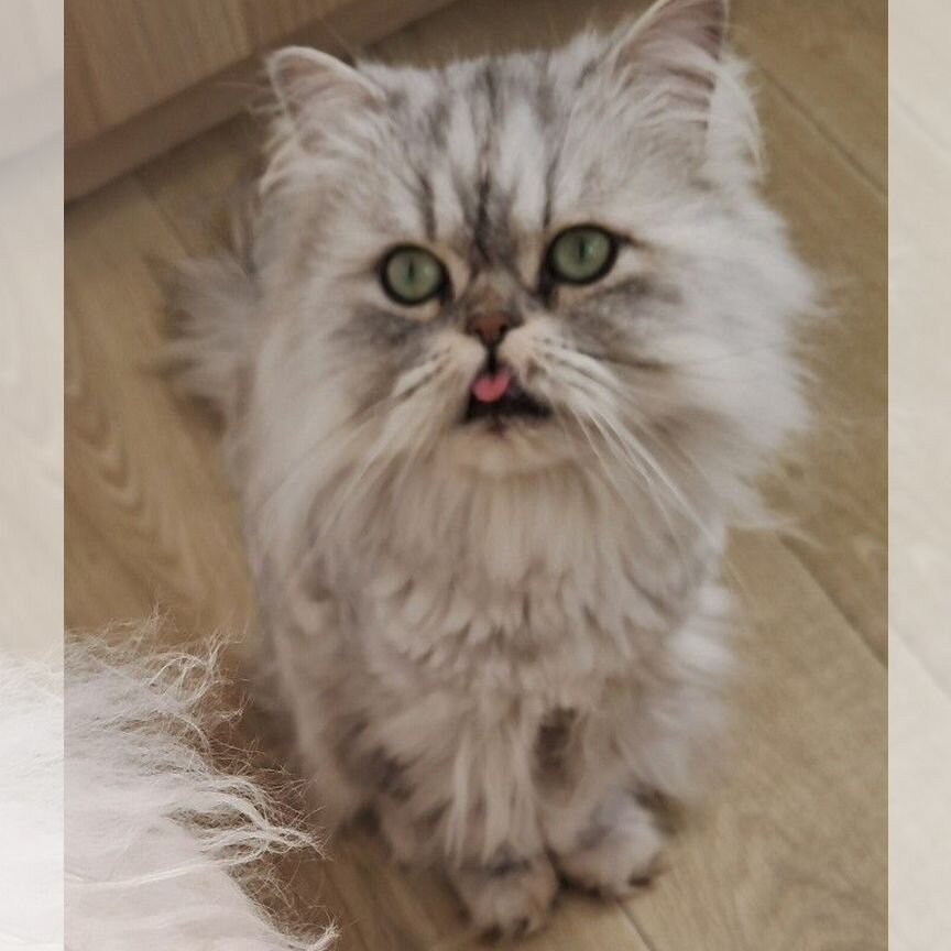 Кот породистый
