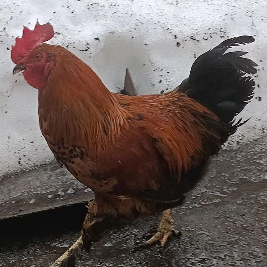 Куры петухи