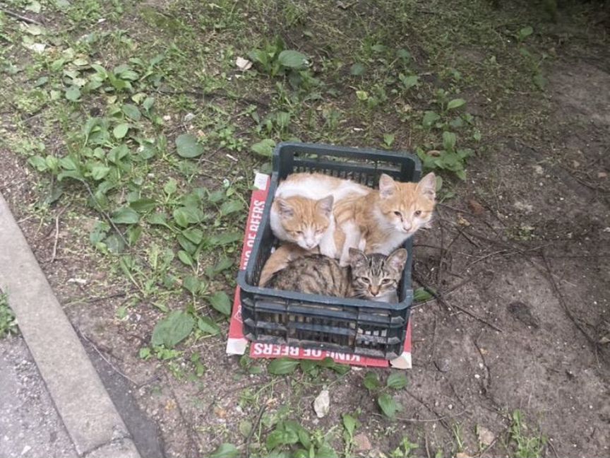 Бездомные котята бесплатно
