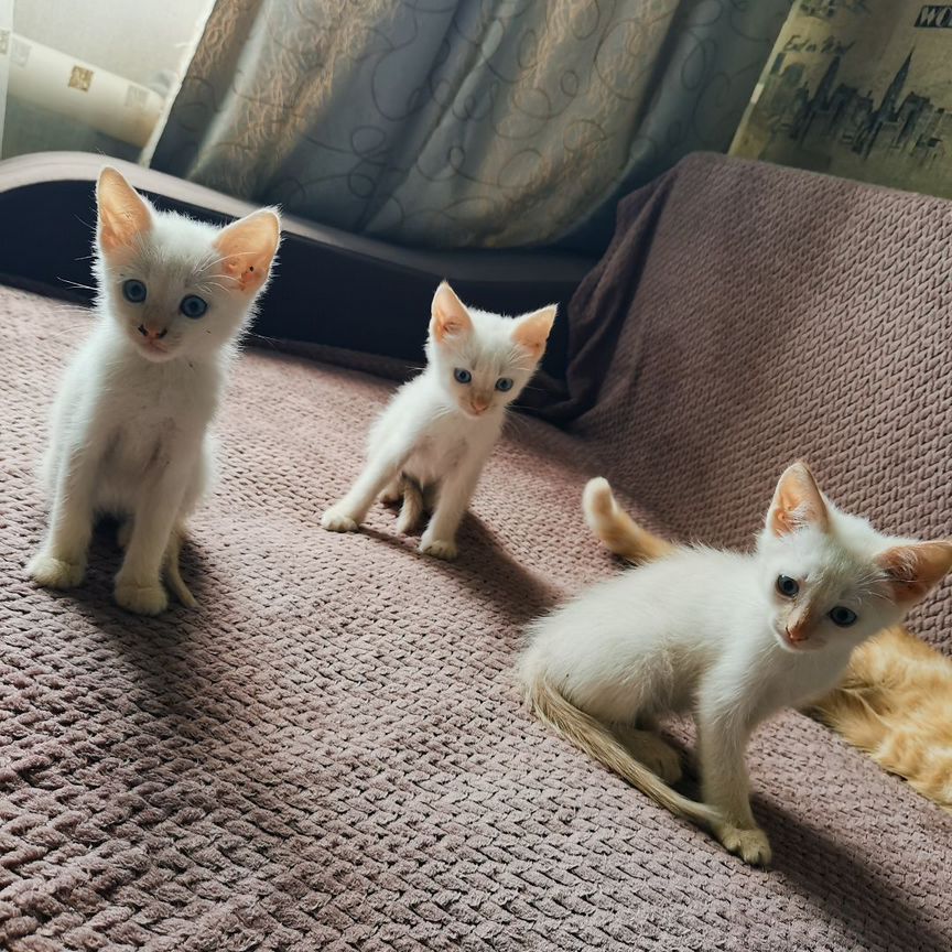 Котята в добрые руки мальчики