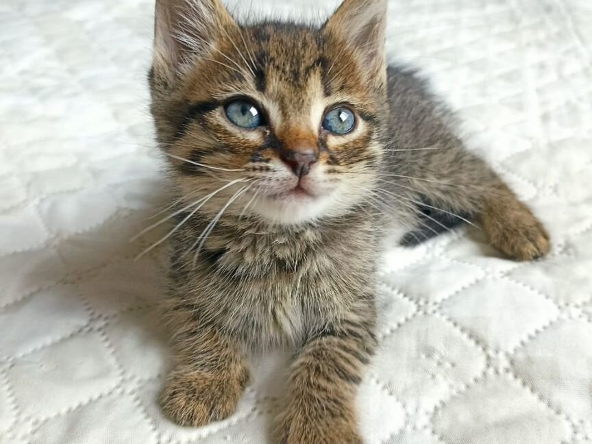 Европейская