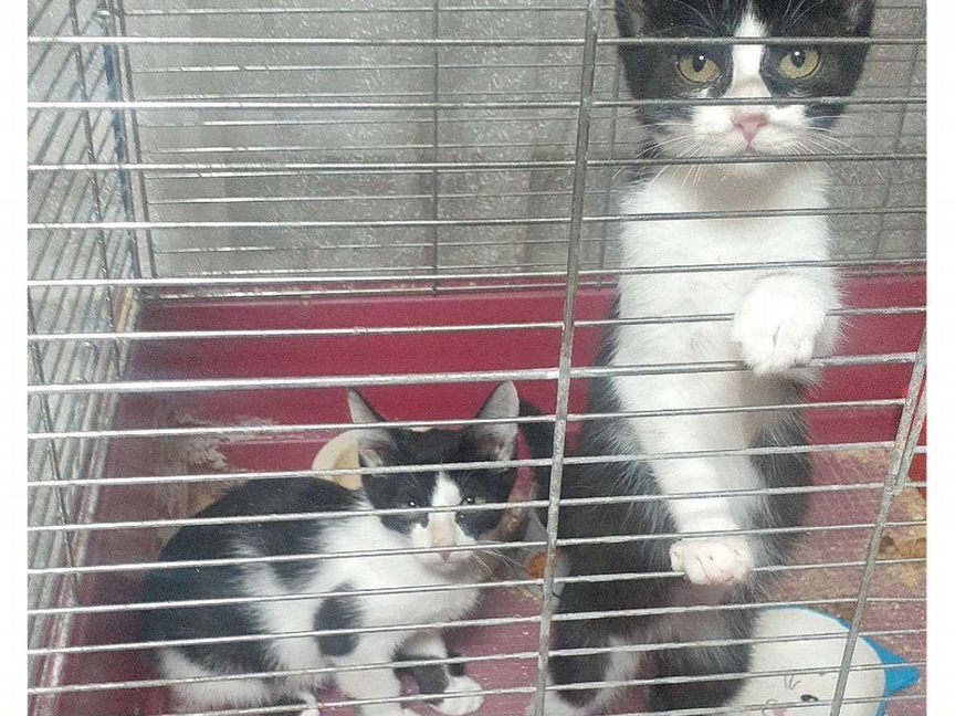 Котята 2.5 месяца мальчик и девочка