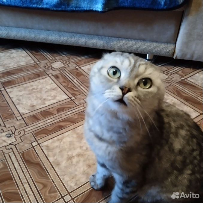 Кот, который дарить тепло)