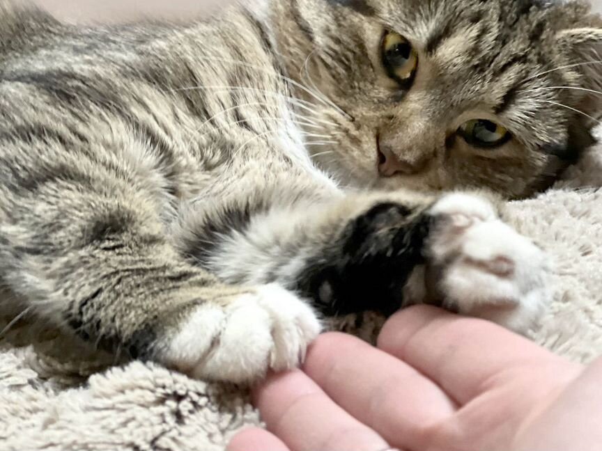 Молоденький ласковый котик в добрые руки