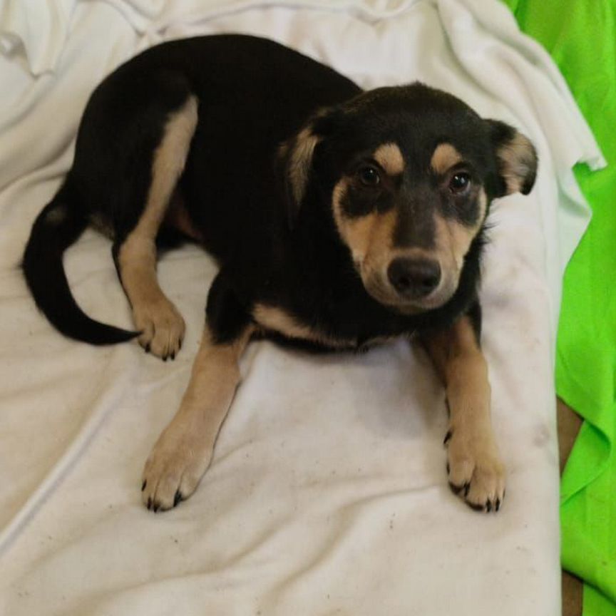 Мальчик щенок ищет дом