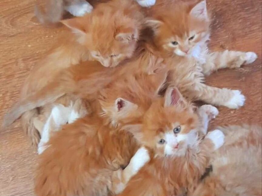 Кошка