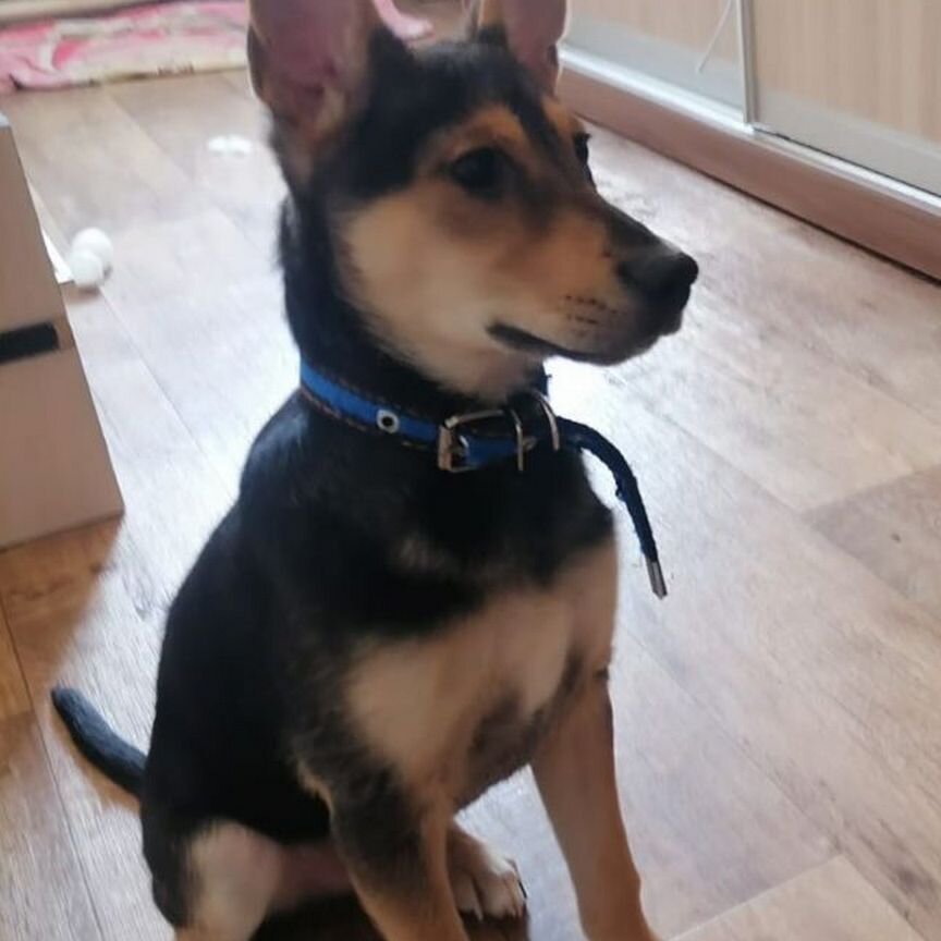 Джек ищет дом