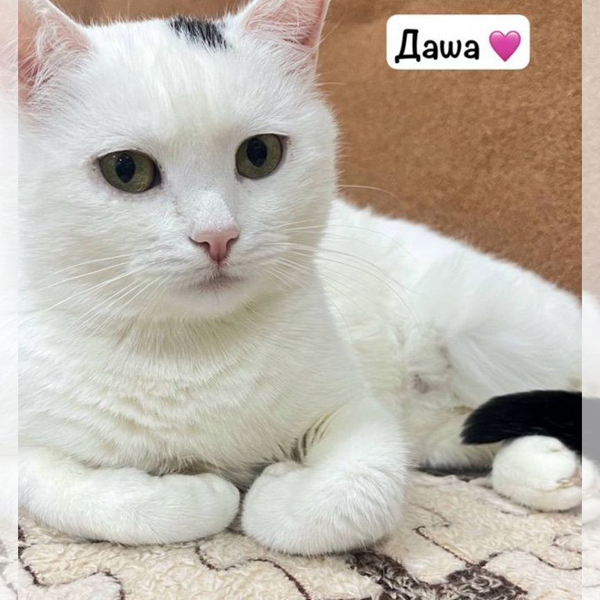Котенок в добрые руки