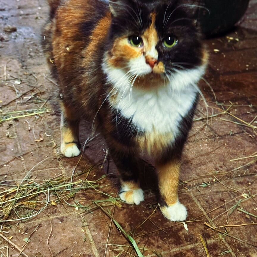 Котёнок от частного владельца