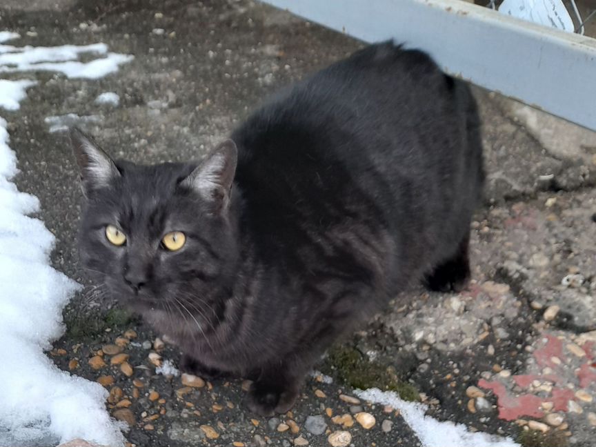 Котик выживает на улице