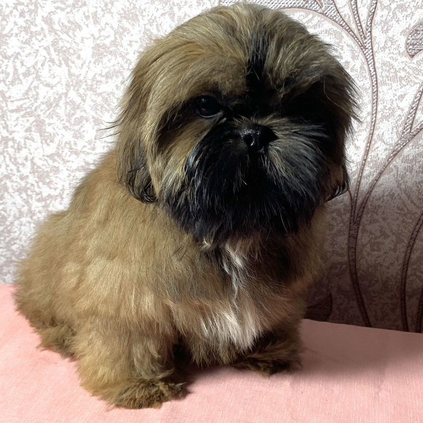 Ши-тцу, щенок