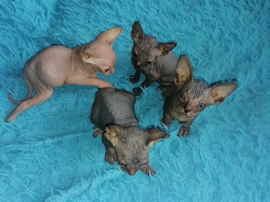 Канадский сфинкс котенок