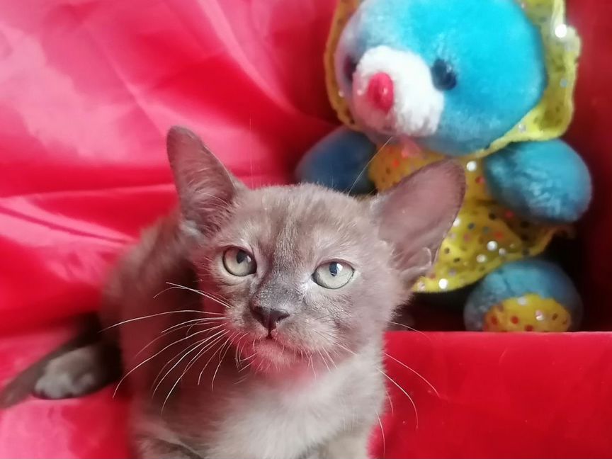 Бурманские клубные котята