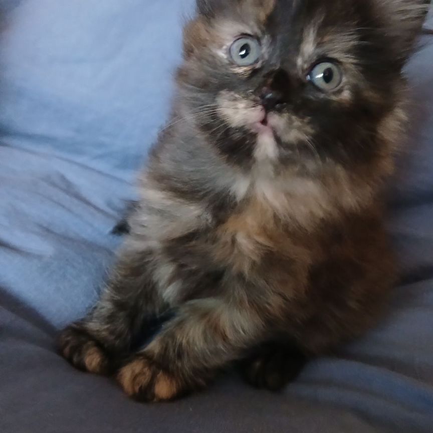 Котенок крысоловка