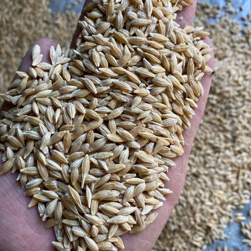 Пшеница ячмень