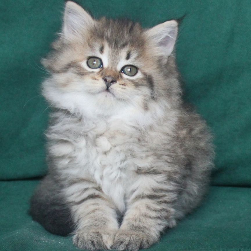 Сибирский котёнок
