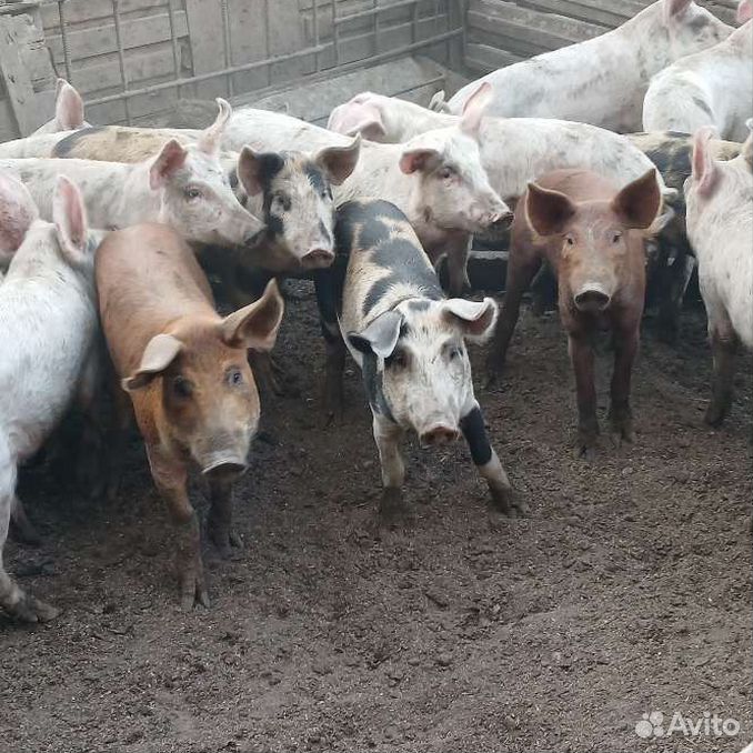 Поросенок ландрас