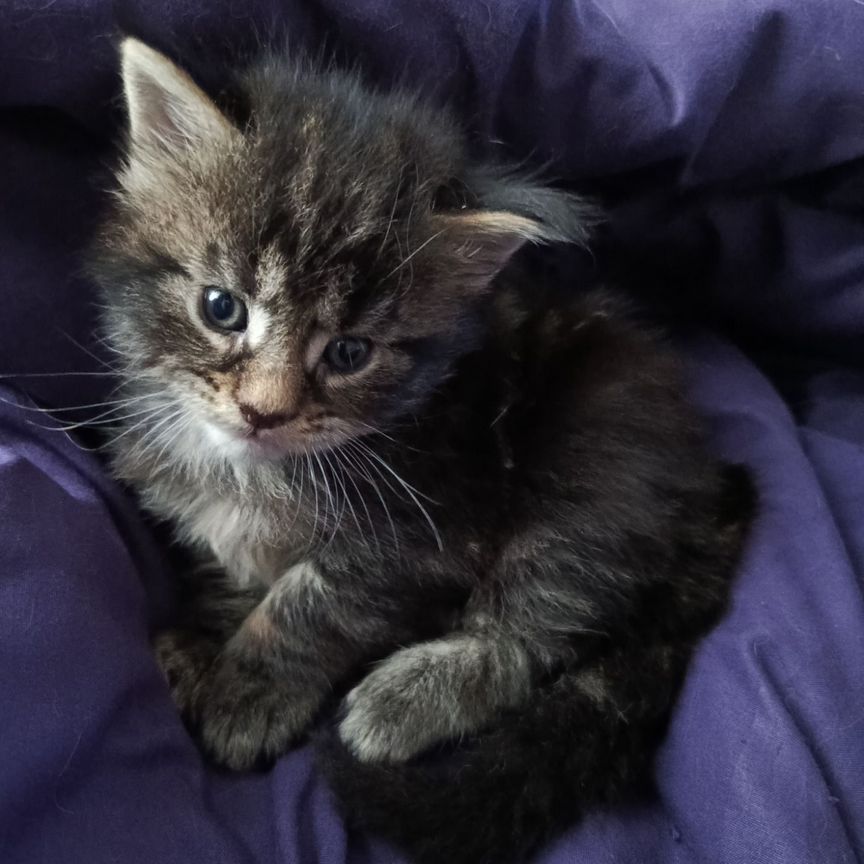 Мейн-кун котёнок