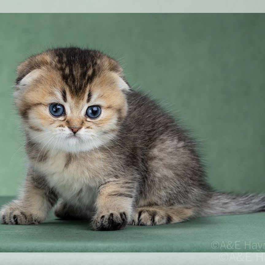 Шотландский вислоухий короткошёрстный котёнок