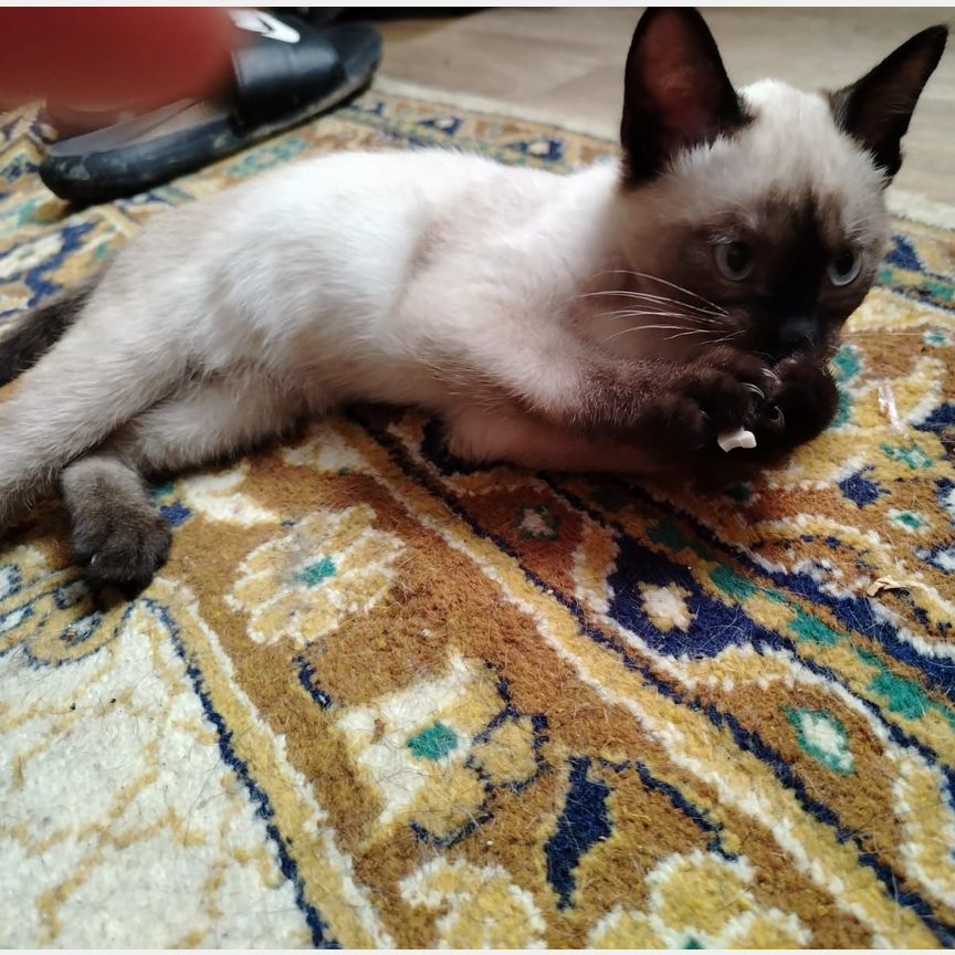 Сиамский котенок