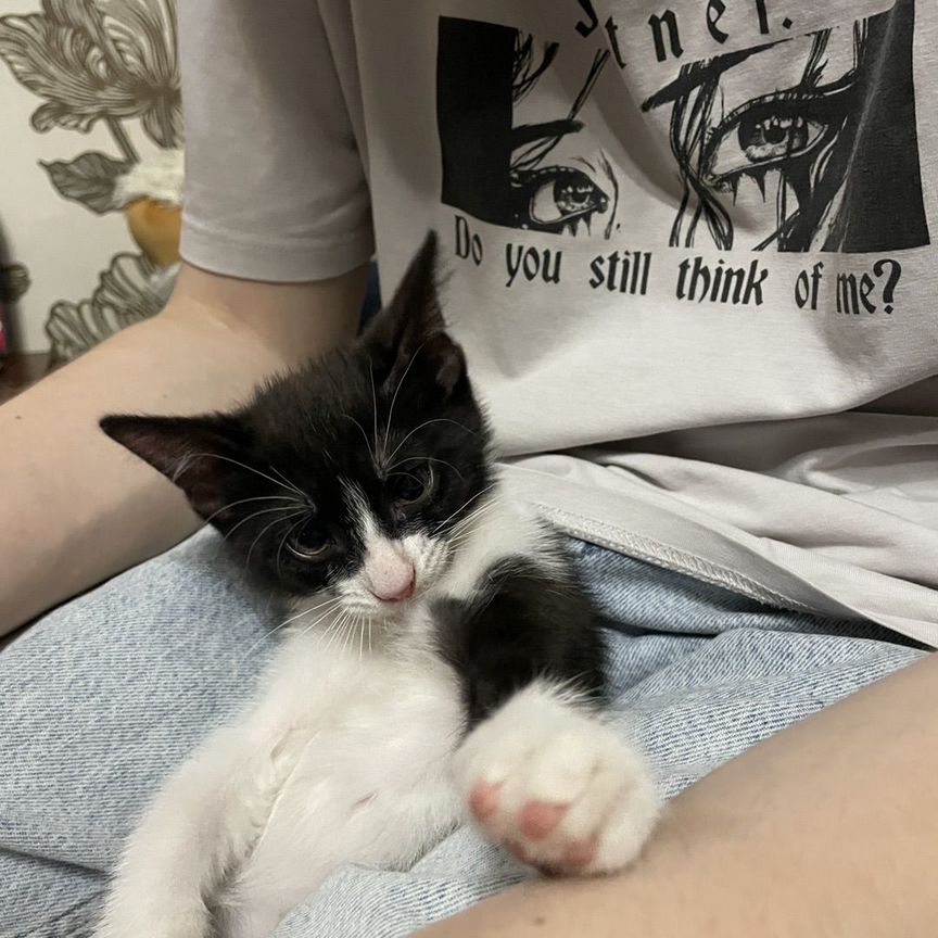 Смешной котенок