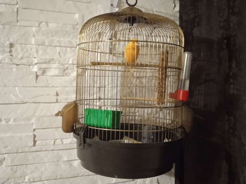 Кенар с клеткой