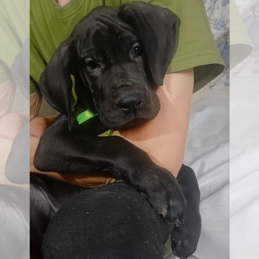 Немецкий дог, щенок