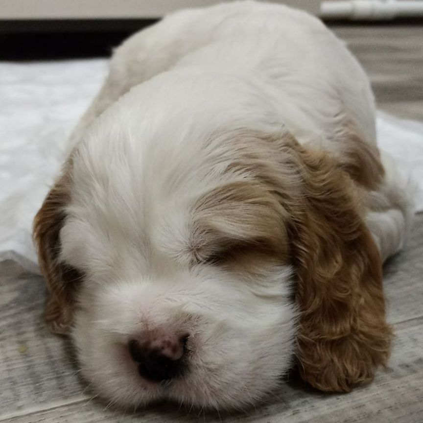 Кокер спаниель, щенок