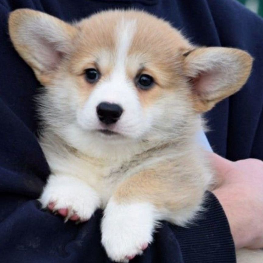 Вельш Корги Пемброк, щенок