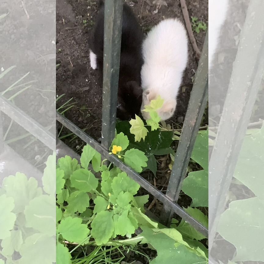 Спасите котят