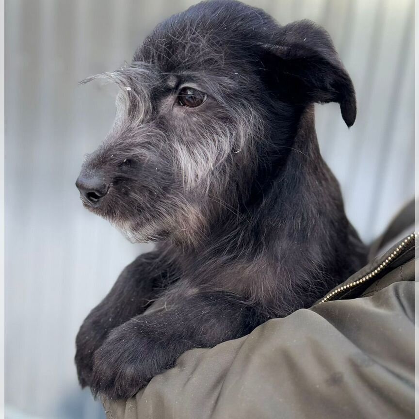 Щенок в добрые руки