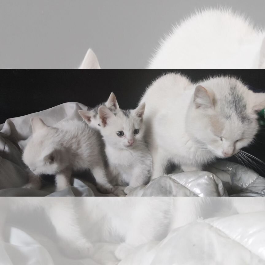 Котята в добрые руки